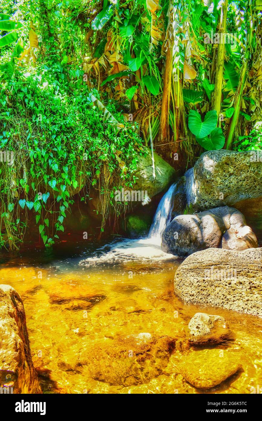 Rainforest Brook on Mt. Tantalus, Honolulu Stock Photo - Alamy