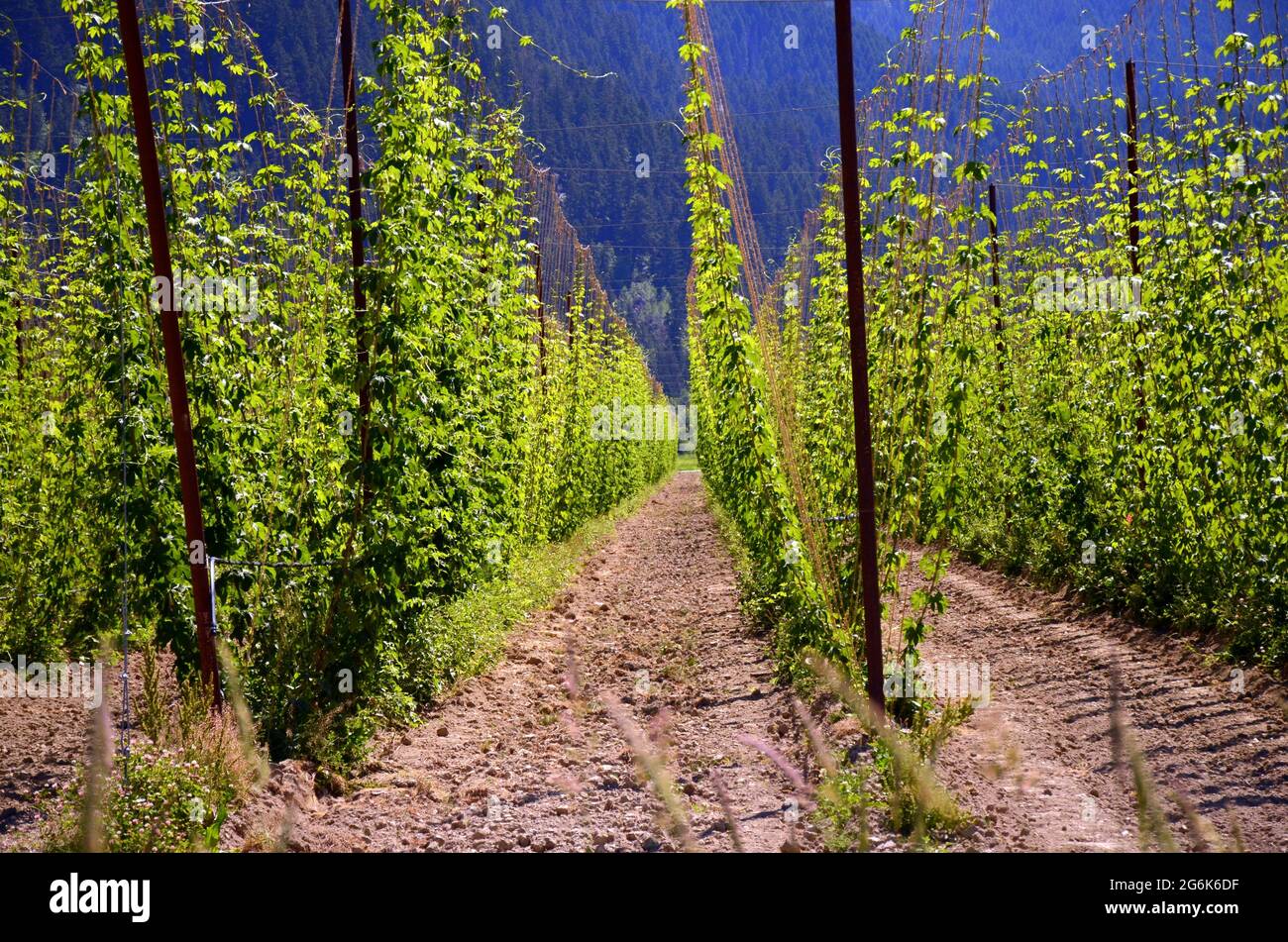 British hops hi-res stock photography and images - Alamy