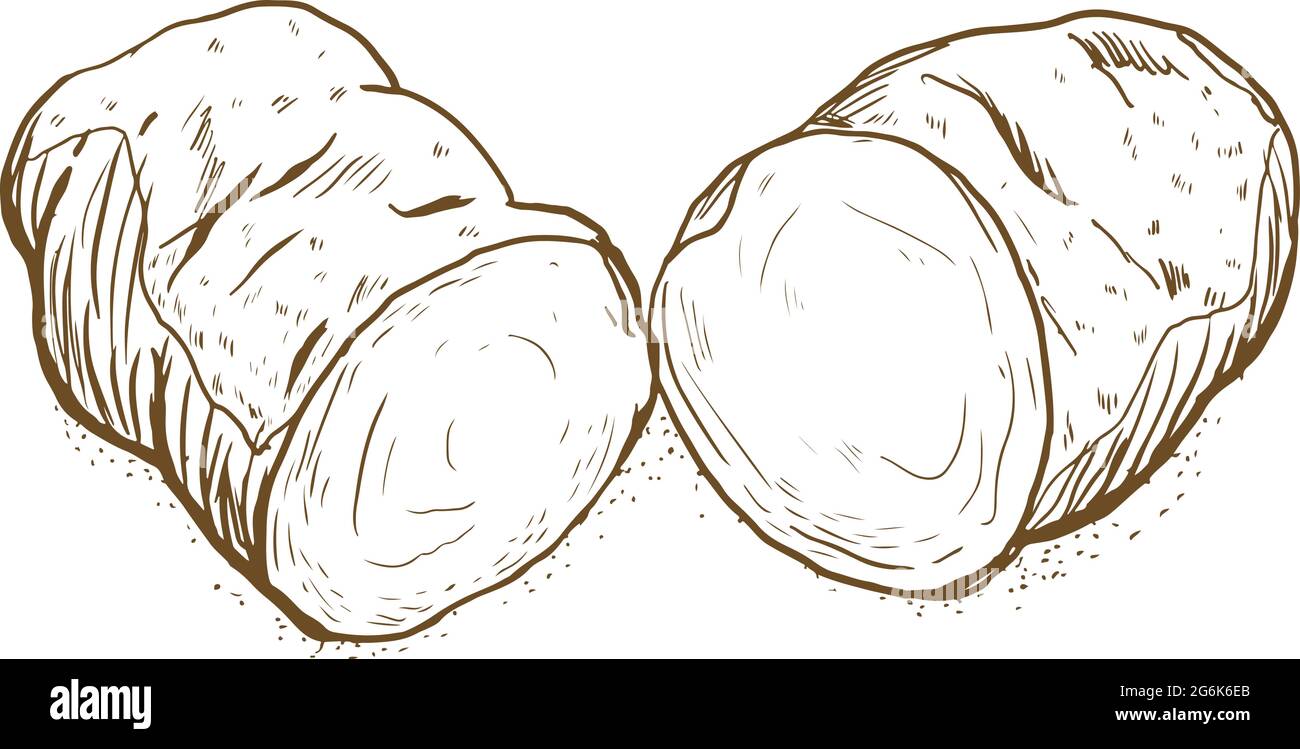 Papa huayro elaborado a mano. Boceto de ilustración de vector de la ...