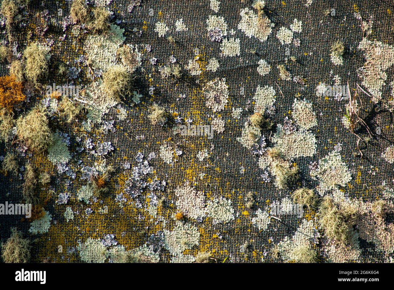 A mottled and weathered piece of cloth with moss growth image for ...