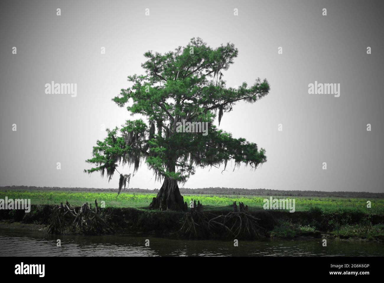 A fallen treeon a river running through the marsh Stock Photo - Alamy