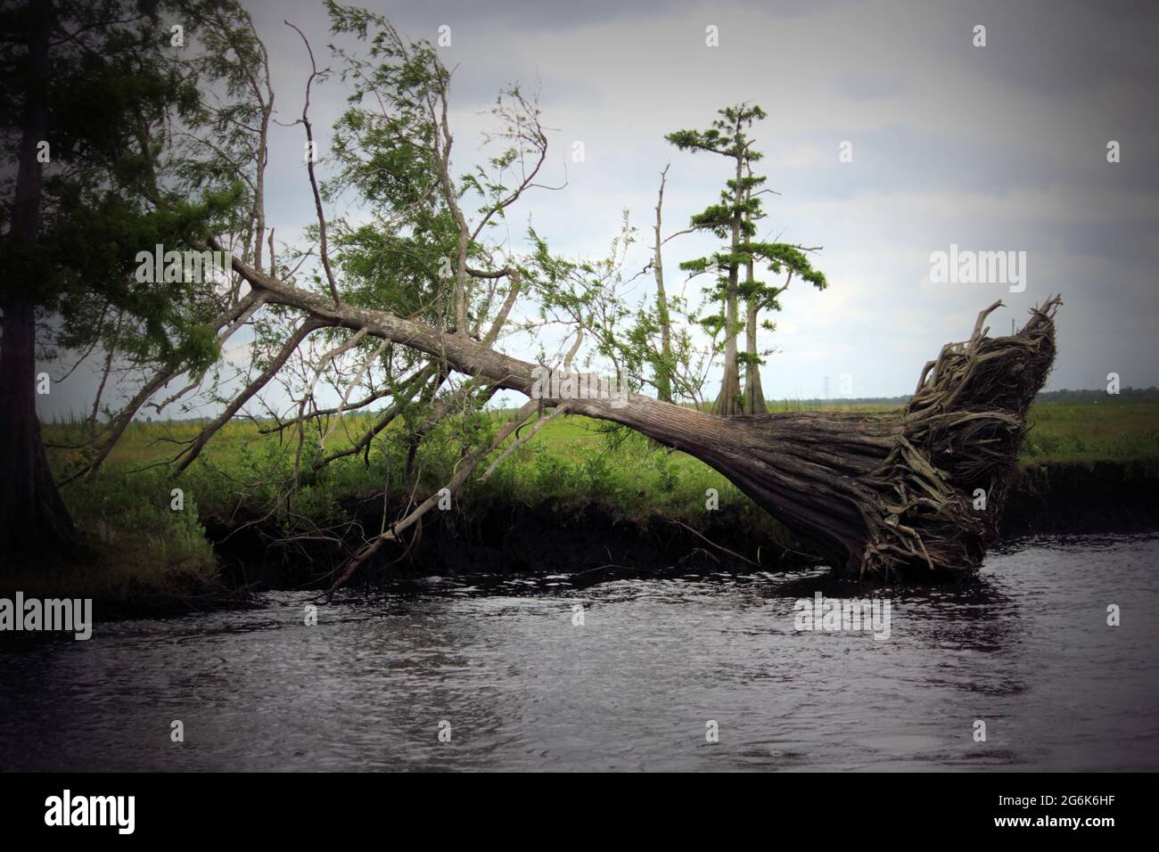Tree roots background hi-res stock photography and images - Alamy