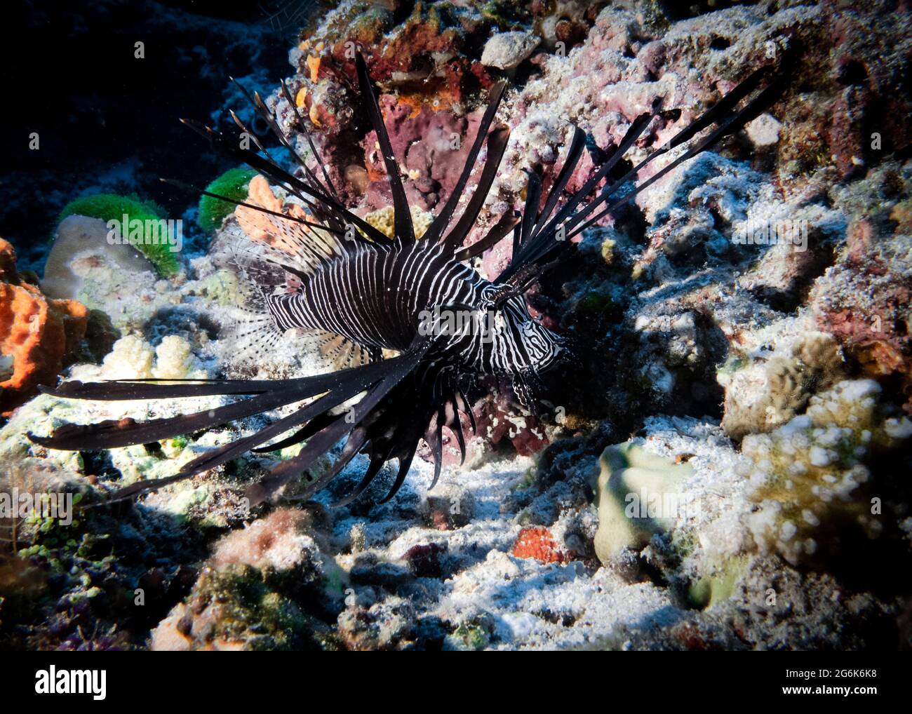 Zebra lion fish among corals at the bottom of the Indian Ocean Stock ...