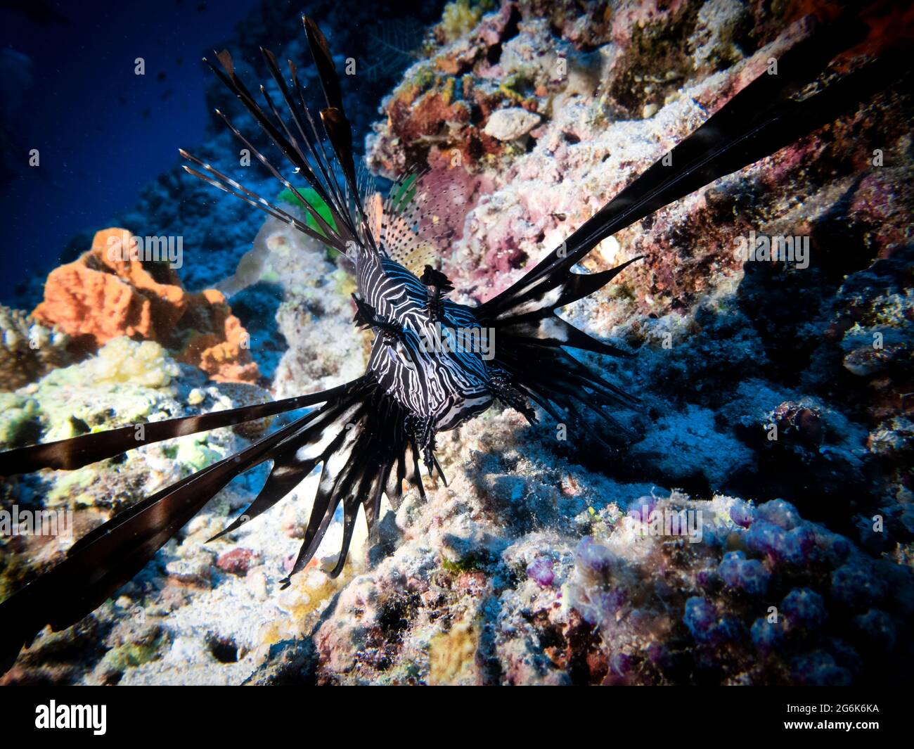 Zebra lion fish among corals at the bottom of the Indian Ocean Stock ...
