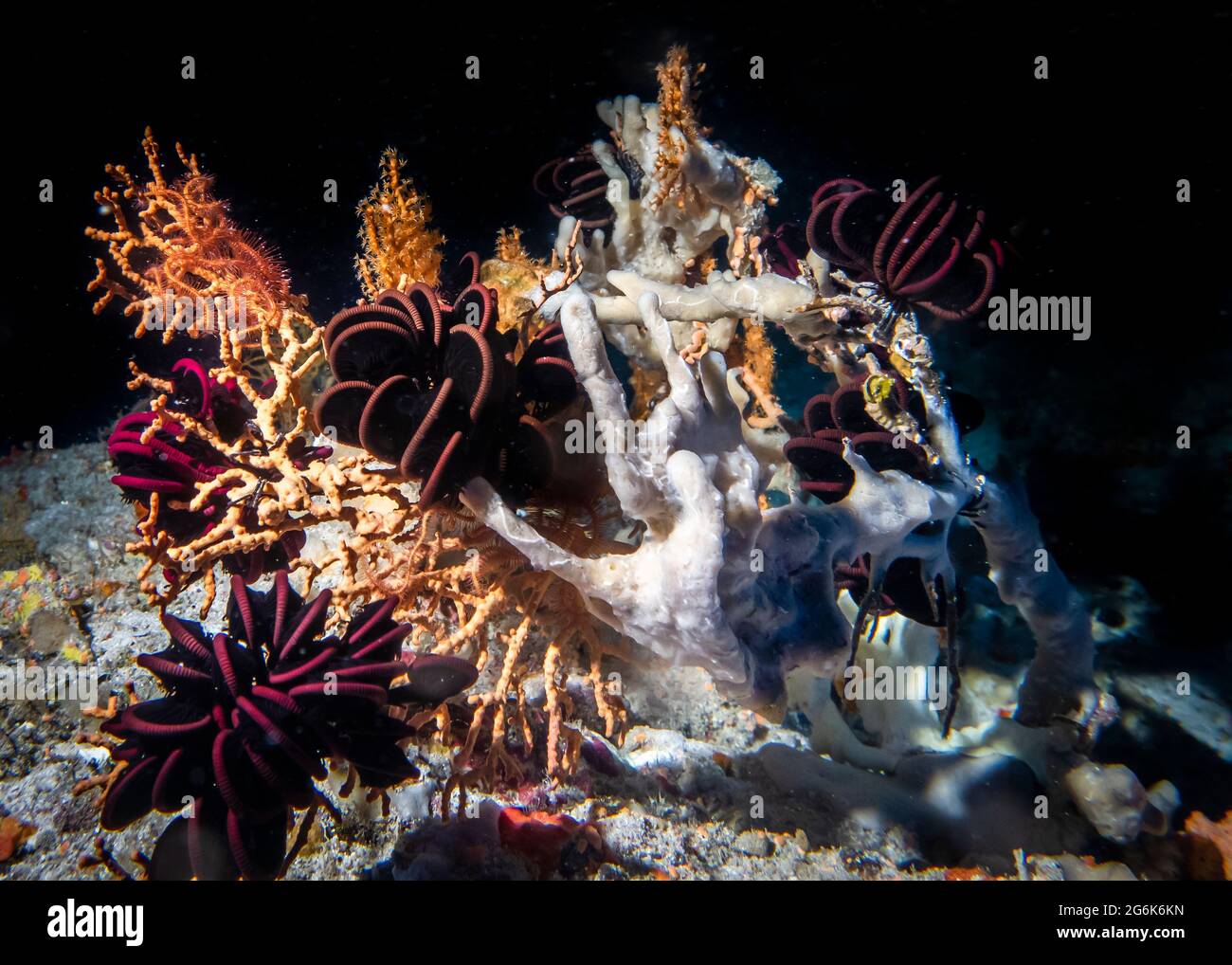 Maroon sea lilies on coral under water at night Stock Photo - Alamy
