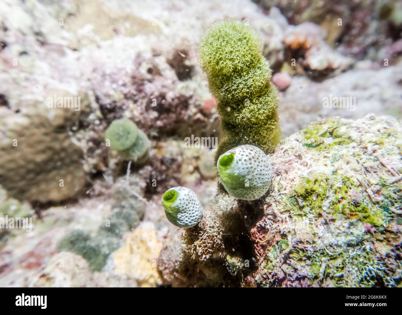 A sea sponge and a shell, similar to the face of a creature, among the ...
