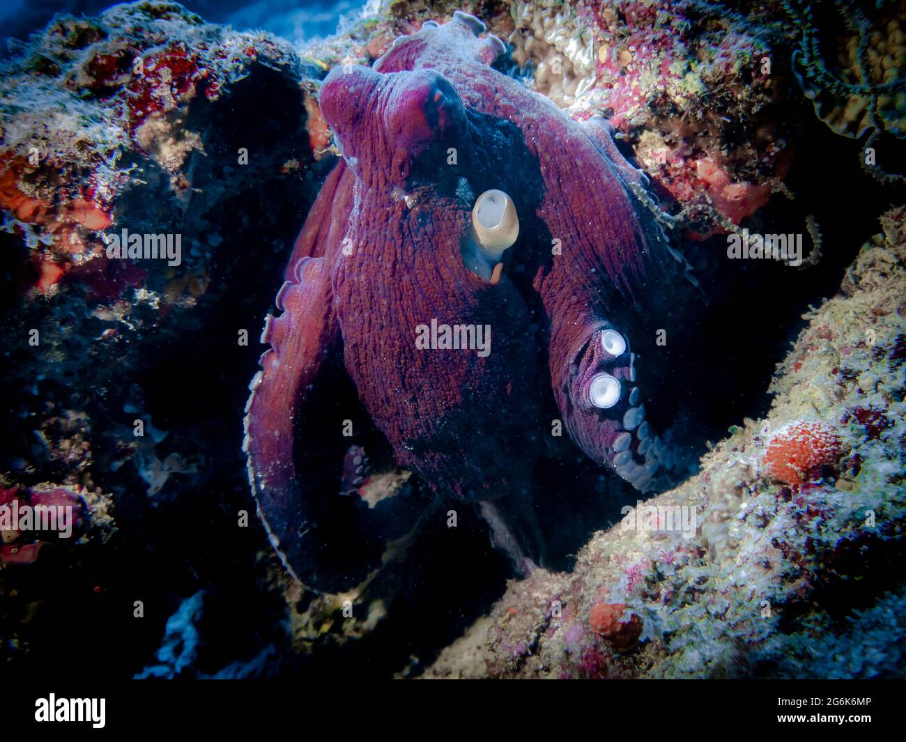 Reef octopus maldives hi-res stock photography and images - Alamy