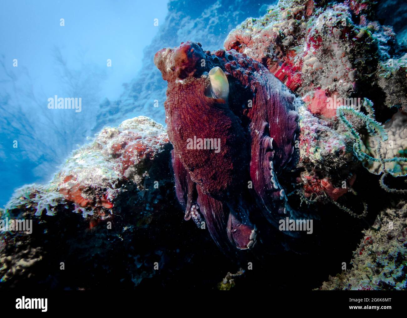 Reef octopus maldives hi-res stock photography and images - Alamy