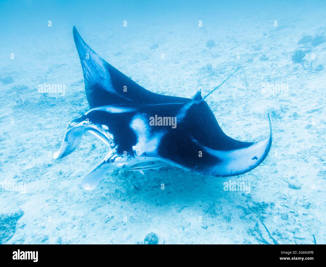Manta ray at the bottom of the Indian Ocean Stock Photo - Alamy