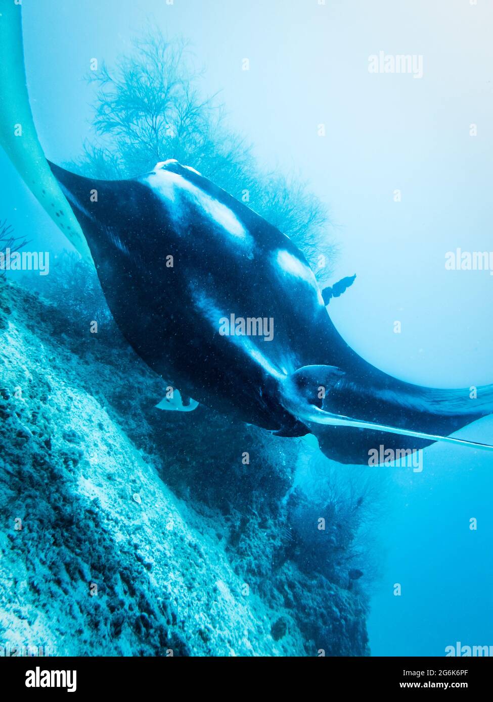 Manta ray at the bottom of the Indian Ocean Stock Photo - Alamy