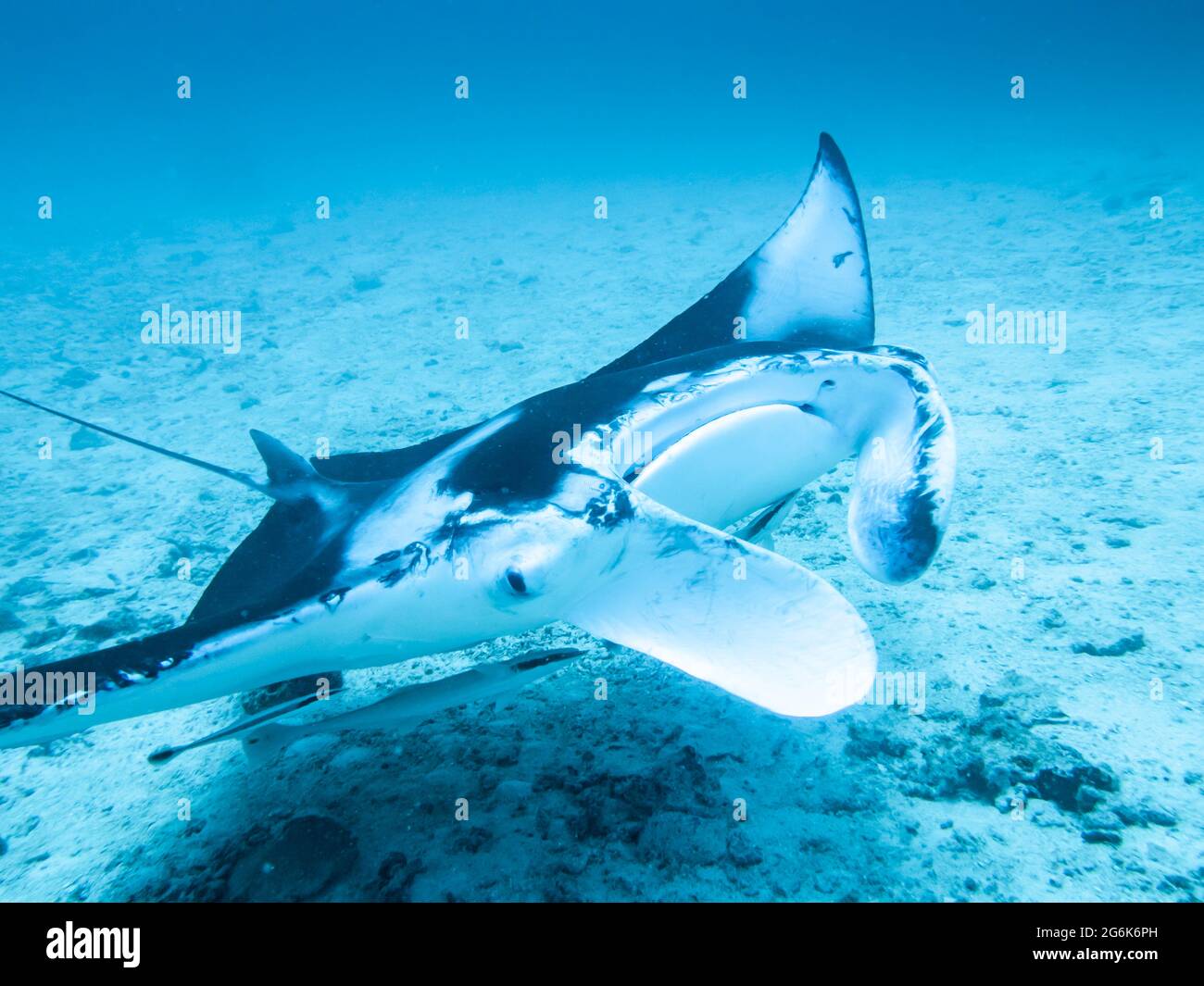 Manta ray at the bottom of the Indian Ocean Stock Photo - Alamy