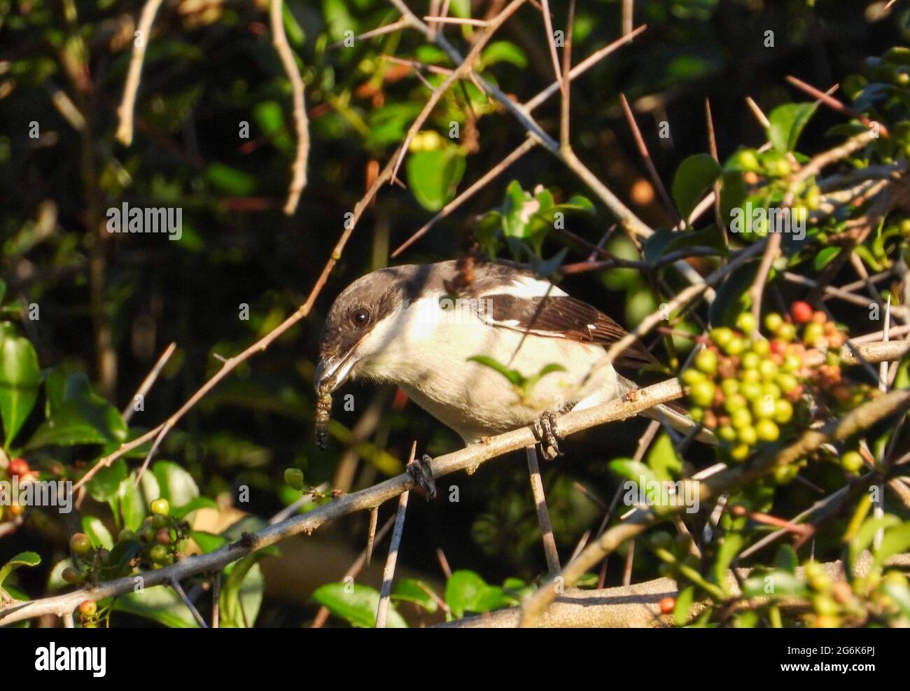 A common southern fiscal with its prey isolated in a tree Stock Photo ...