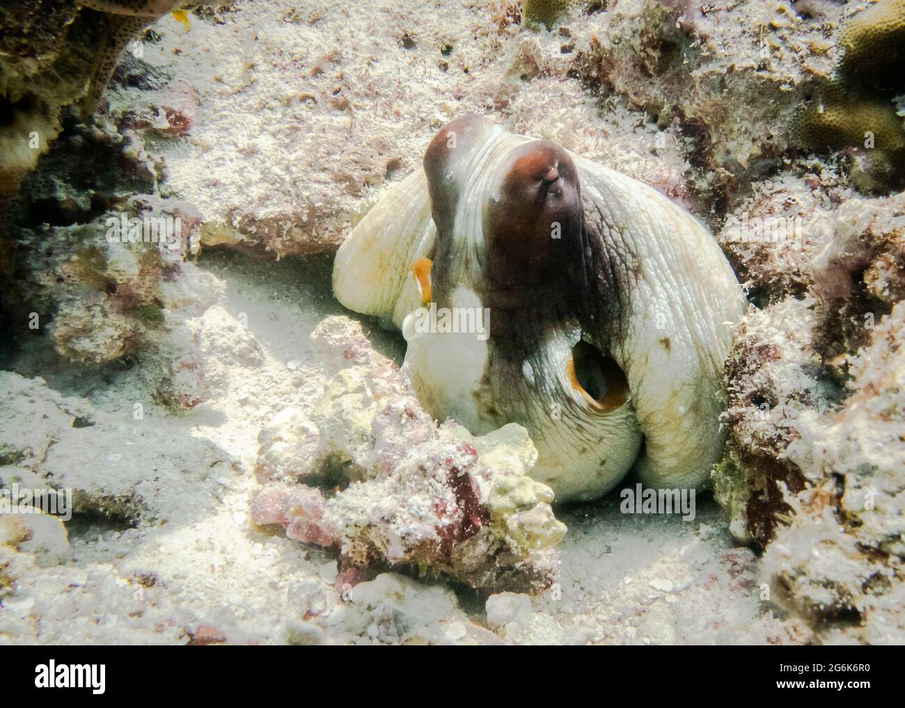 Octopus at the bottom of the Indian Ocean Stock Photo - Alamy