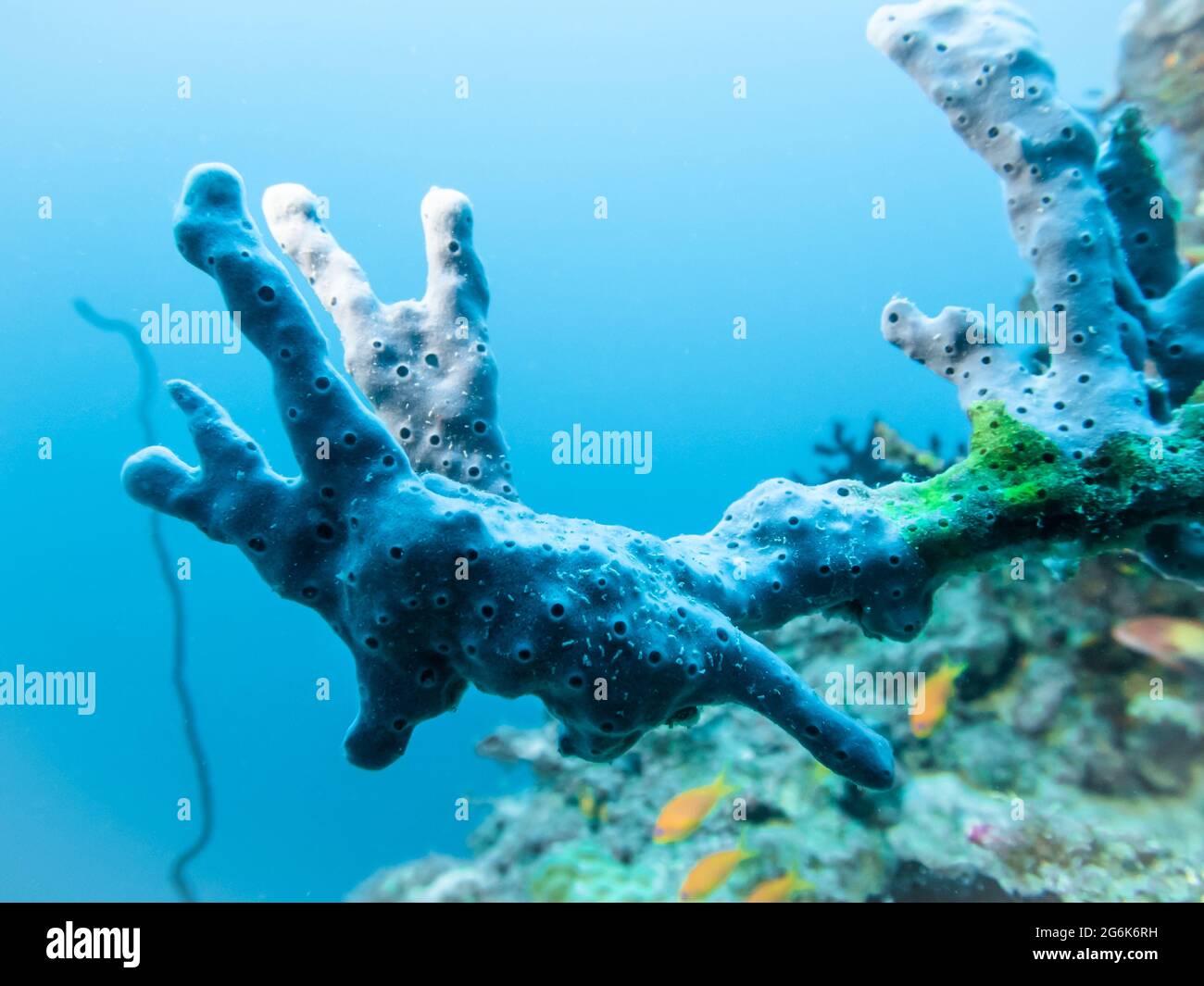 A blue sea sponge of fantastic color and shape on a coral reef at the ...