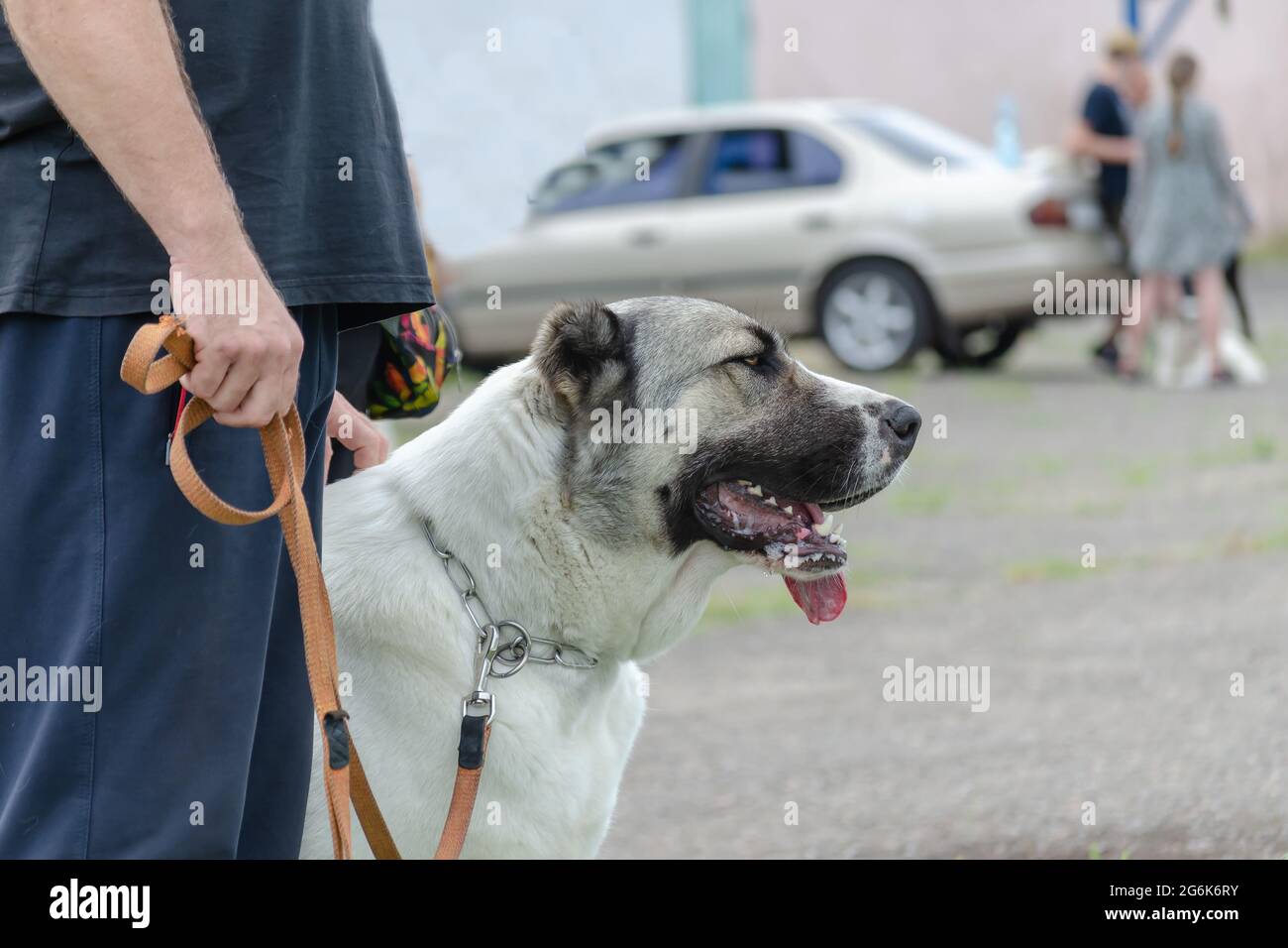 Man Walking Dog Side View