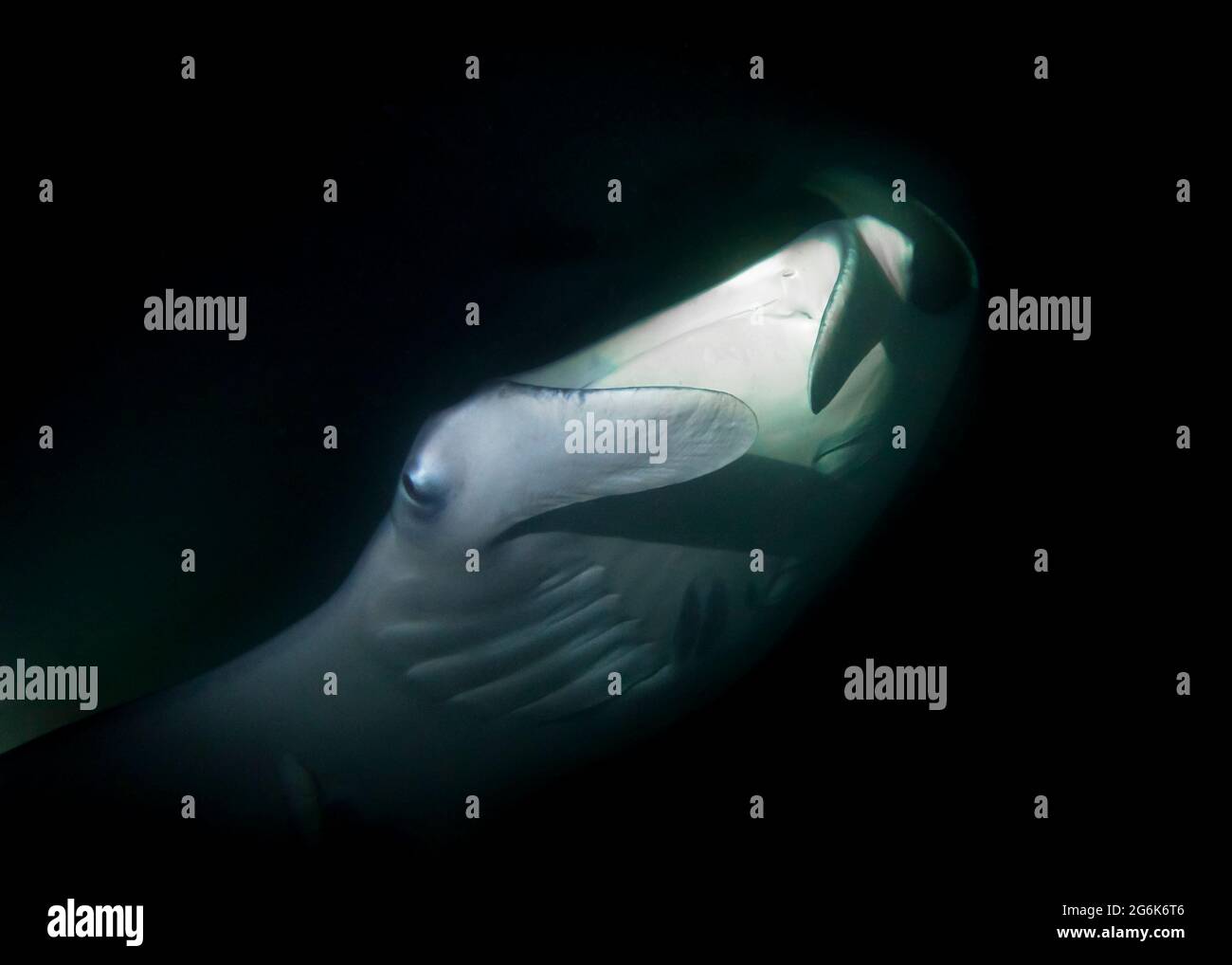 Big manta hi-res stock photography and images - Alamy