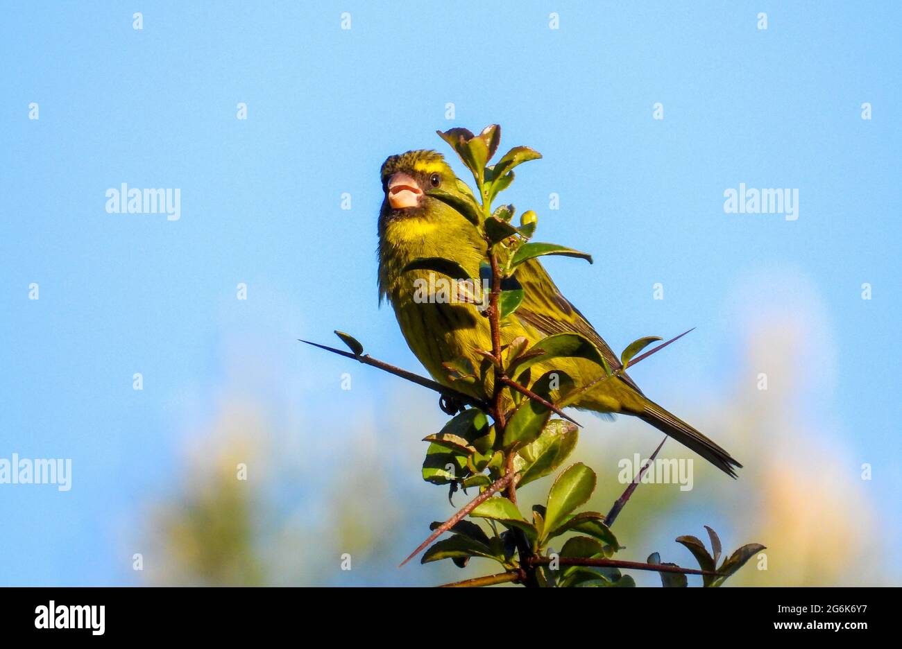 A forest canary isolated singing away at the top of a tree Stock Photo ...