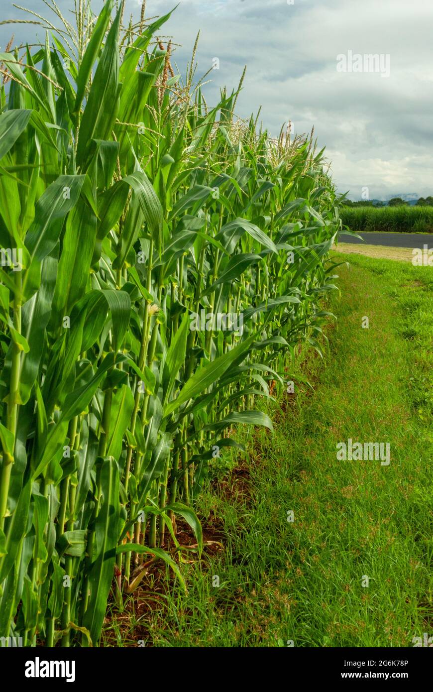 Maize Crop Atherton Tablelands, Qeensland Australia Stock Photo - Alamy