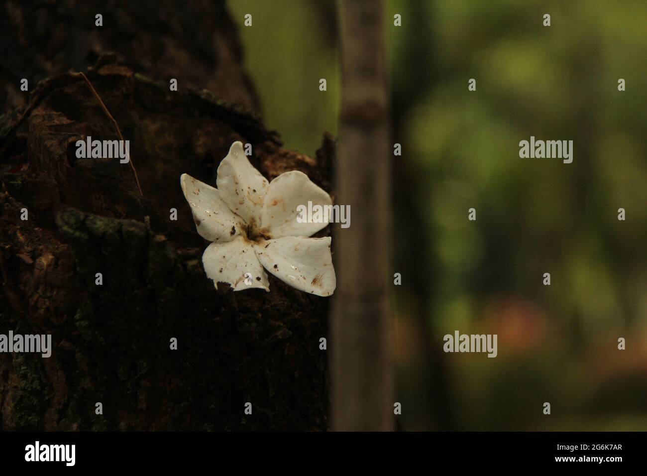 Single jasmine flower on a tree trunk in a dark setup Stock Photo - Alamy