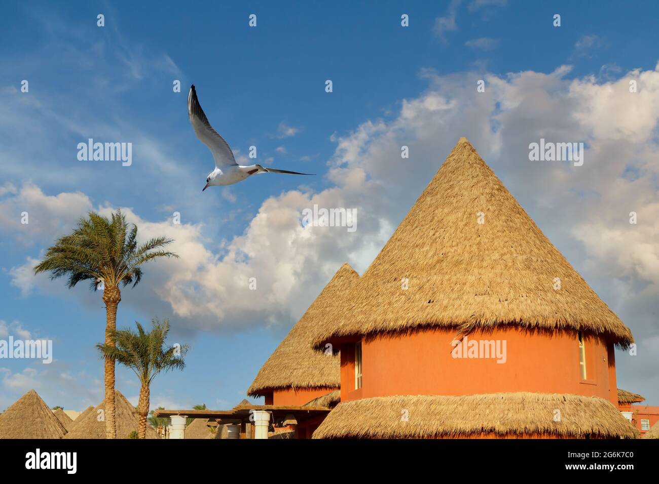 Summer round cottages with thatched roofs, flying seagull and palm ...