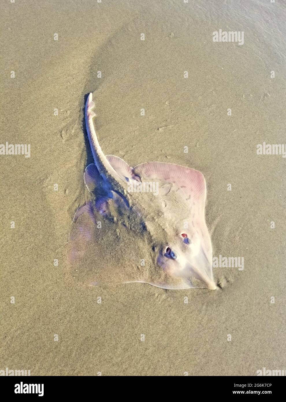 A pink dotted stingray on the beach Stock Photo - Alamy