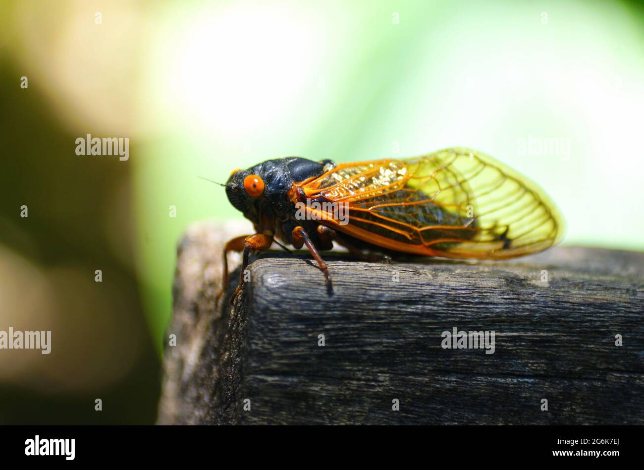 Red wings hi-res stock photography and images - Alamy