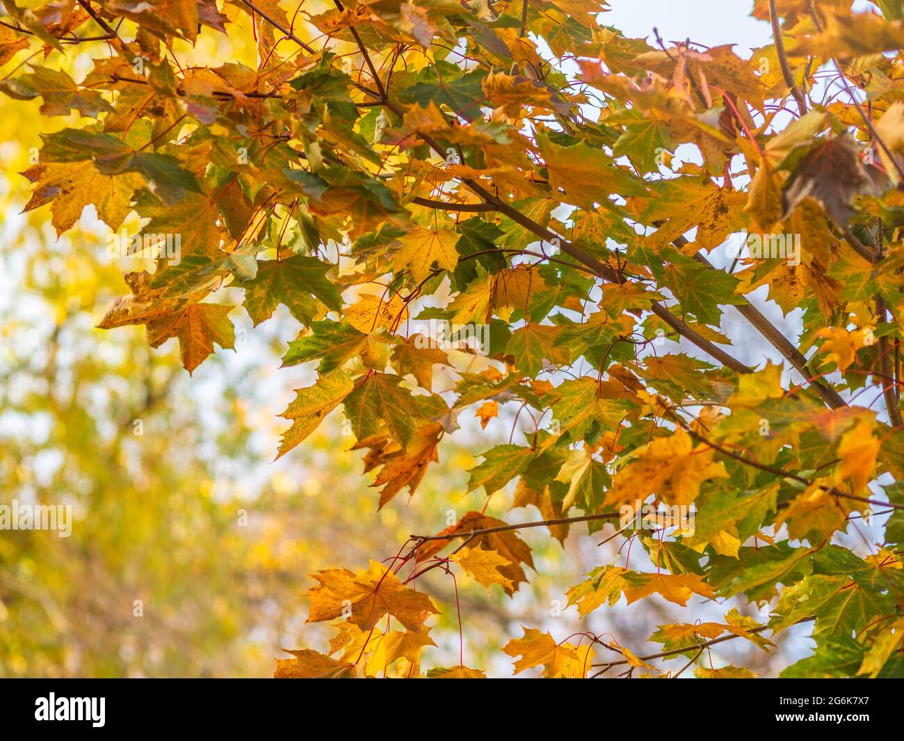 Maple branches with yellow leaves in autumn, in the light of sunset. Dry autumnal leaves ...