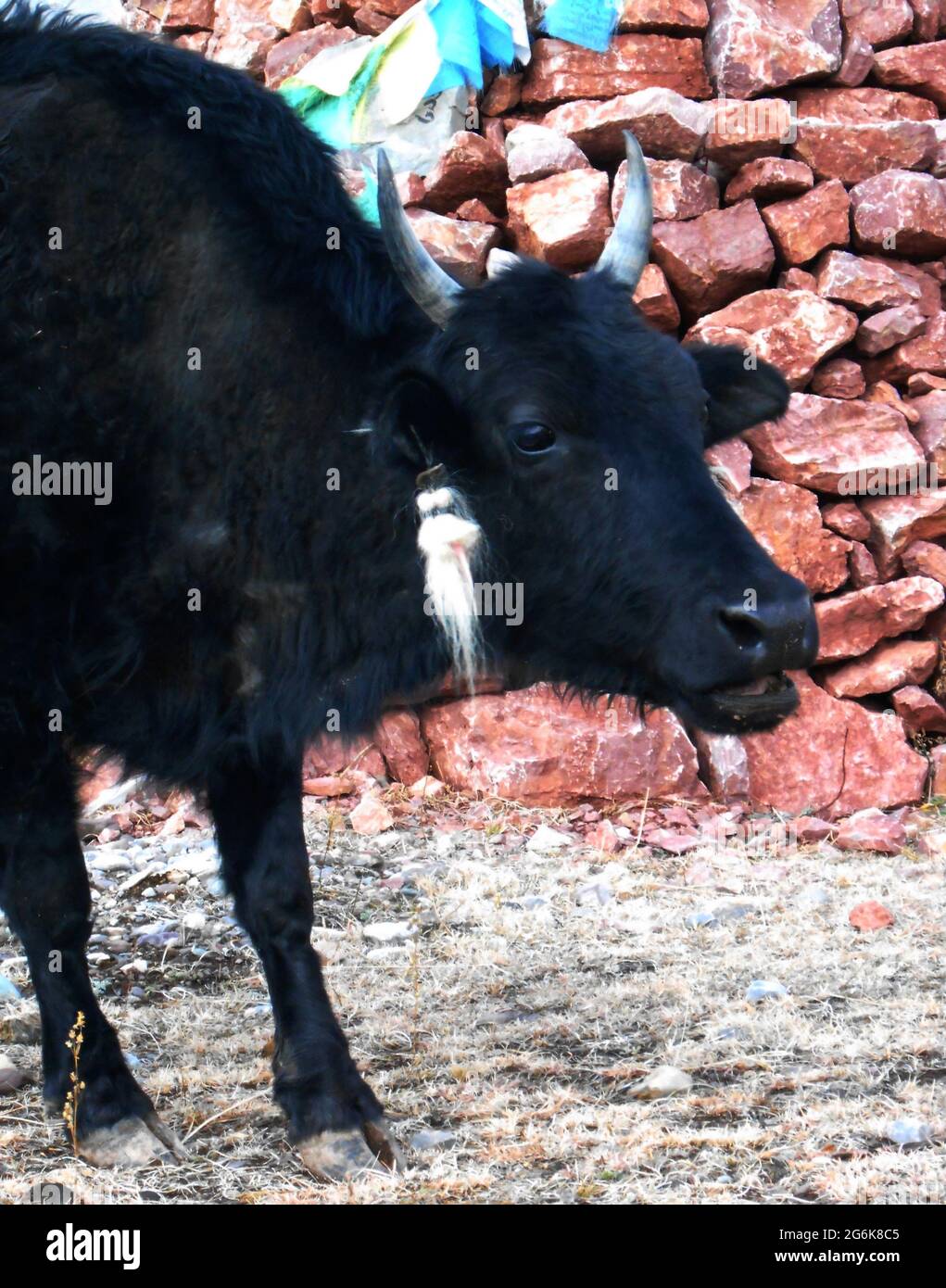 Tibetan yak farm hi-res stock photography and images - Alamy