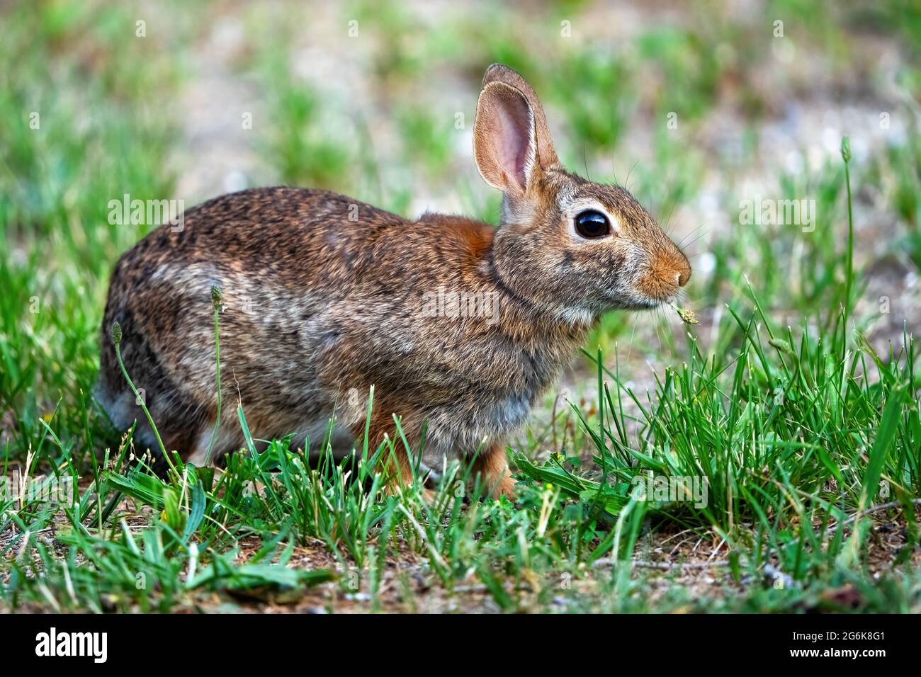 Baby bunny eastern cottontail hi-res stock photography and images - Alamy
