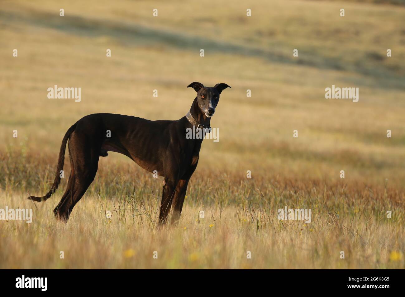 Black Mudhol hound, Indian breed dog, Satara, Maharashtra, India Stock ...