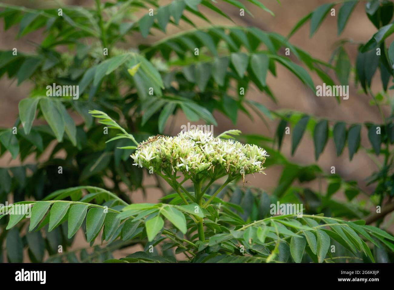 Flowers of Currey tree, Murraya koenigii, Satara, Maharashtra, India ...