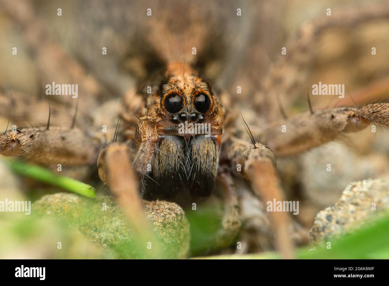Closeup of Wolf spider, Lycosa sp, Lycosidae, Satara Maharashtra India ...