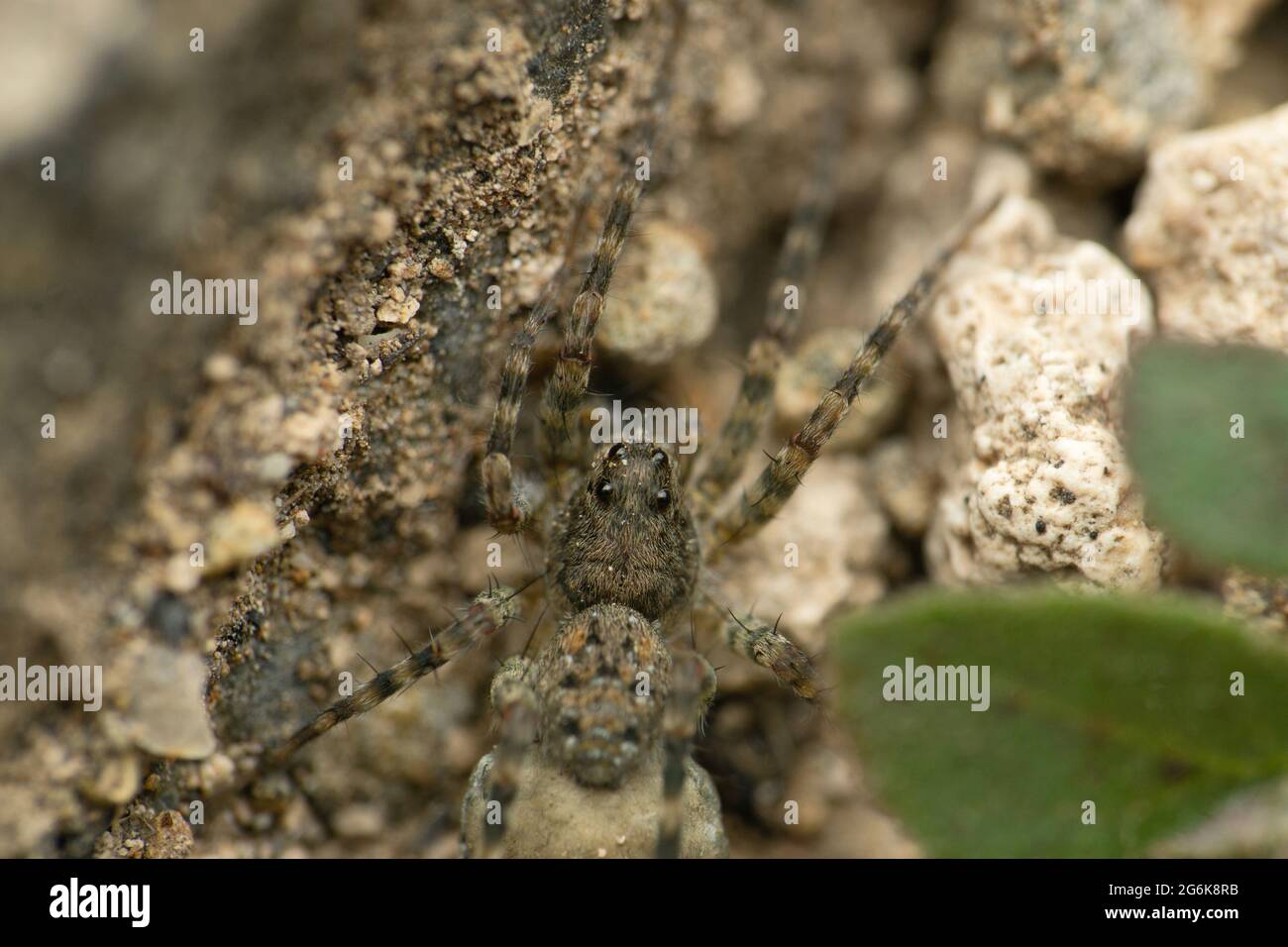 Wolf spiders hi-res stock photography and images - Alamy