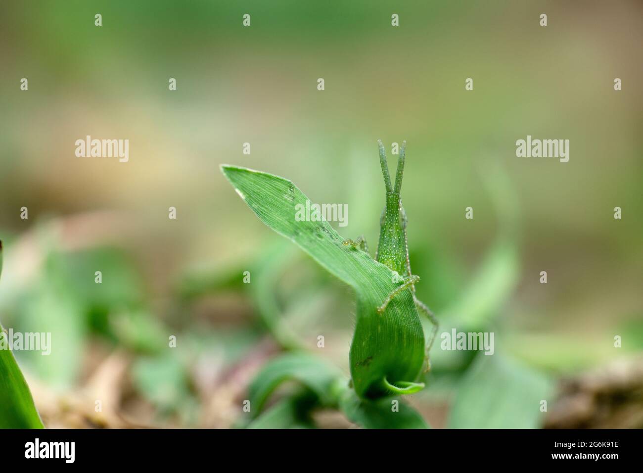 Giant Green Slantface, Acrida conica, Satara Maharashtra India Stock ...
