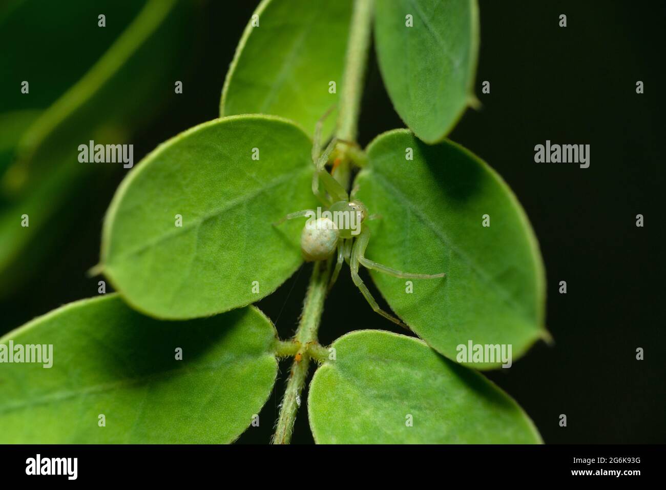 Green Crab Spider, Misumessus oblongus, Satara, Maharashtra, India ...