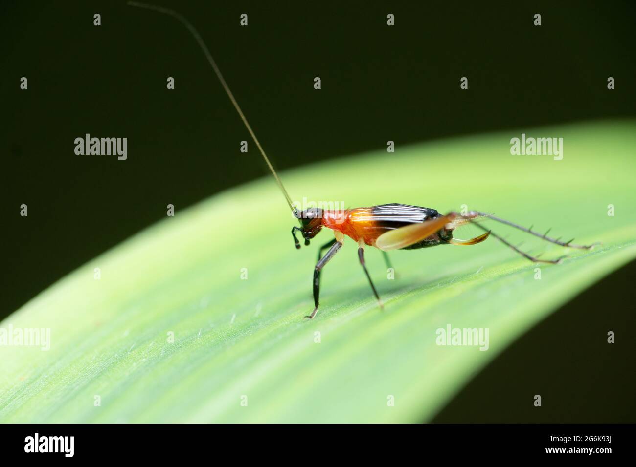 Cricket arthropoda insect hi-res stock photography and images - Alamy