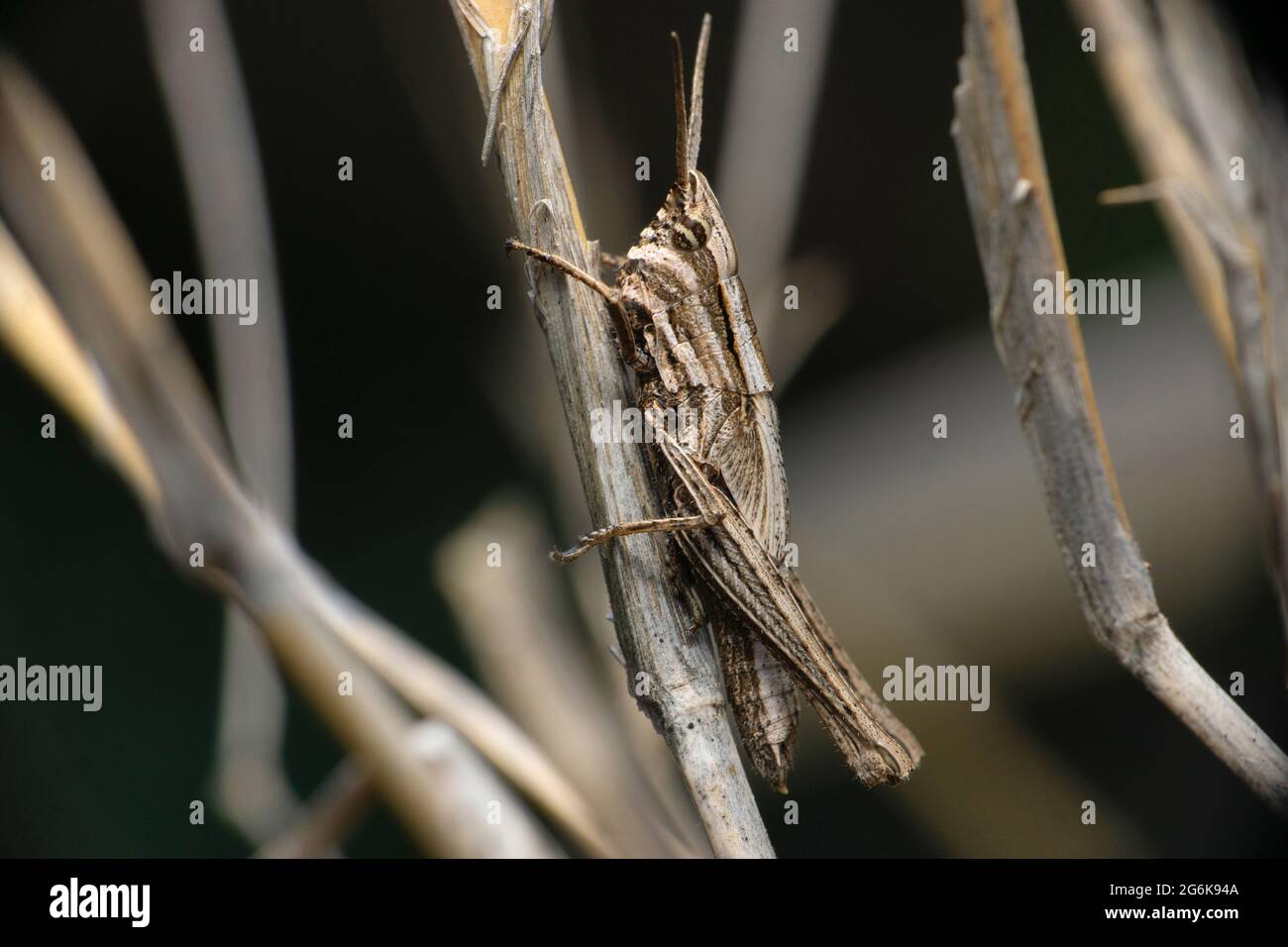 Locust grasshoper, Eyprepocnemis plorans, Satara, Maharashtra, India ...