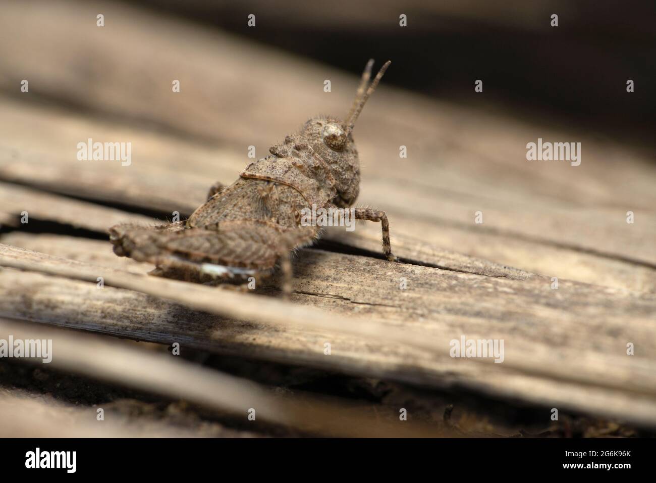 Pygmy grasshopper nymph, Paratettix cucullatus, Satara, Maharashtra ...