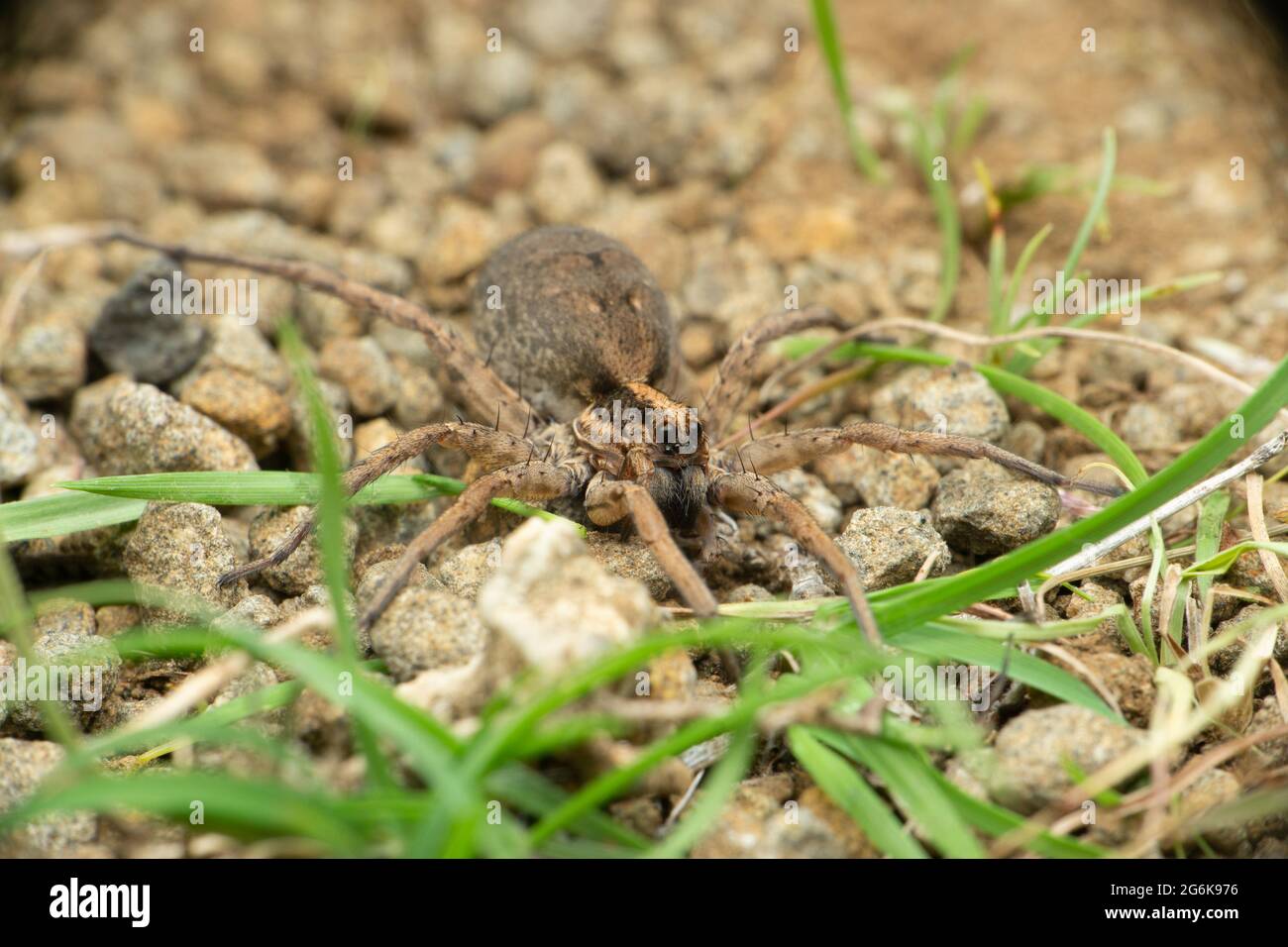 Wolf spider, Lycosa sp, Lycosidae, Satara, Maharashtra, India Stock ...