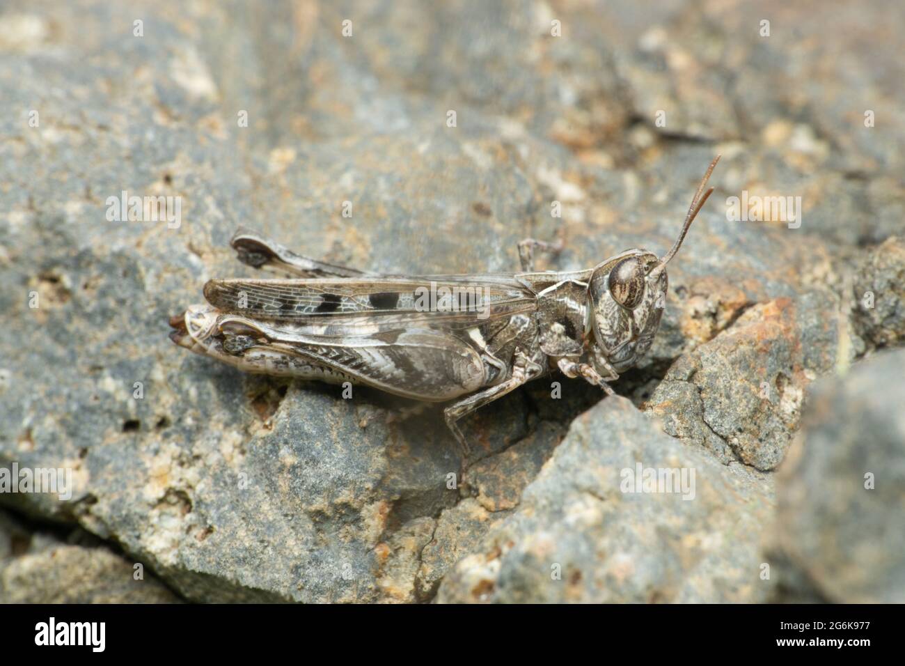 American grasshopper hi-res stock photography and images - Alamy