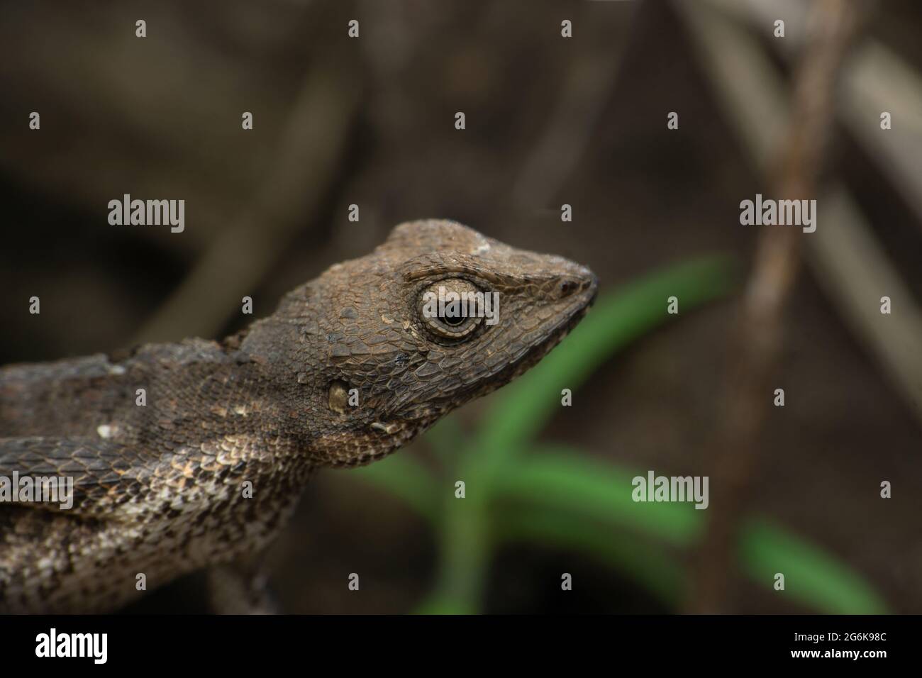 Female of Fan throated lizard, Sarada ponticeriana Satara Maharashtra ...