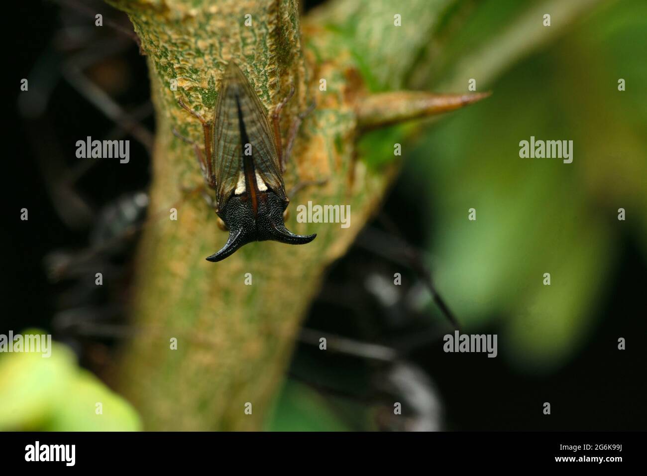 Horned treehopper beetle hi-res stock photography and images - Alamy