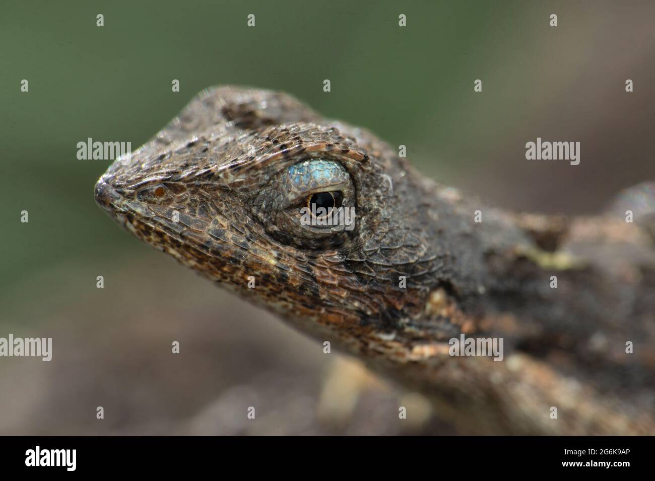 Male of Fan throated lizard, Sarada ponticeriana, Satara, Maharashtra ...