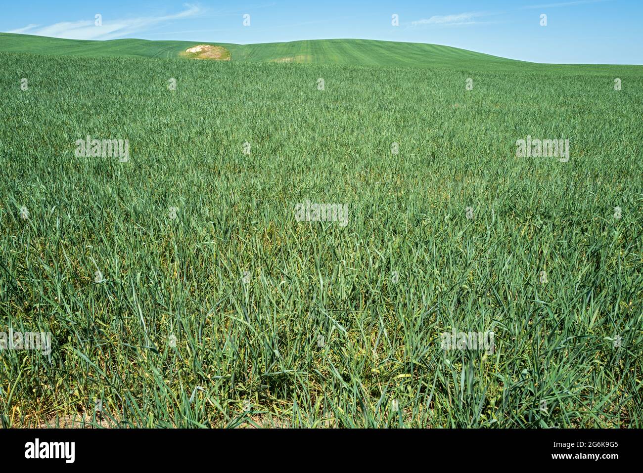 Green hay fields of the Palouse region in southeastern Washington, USA ...