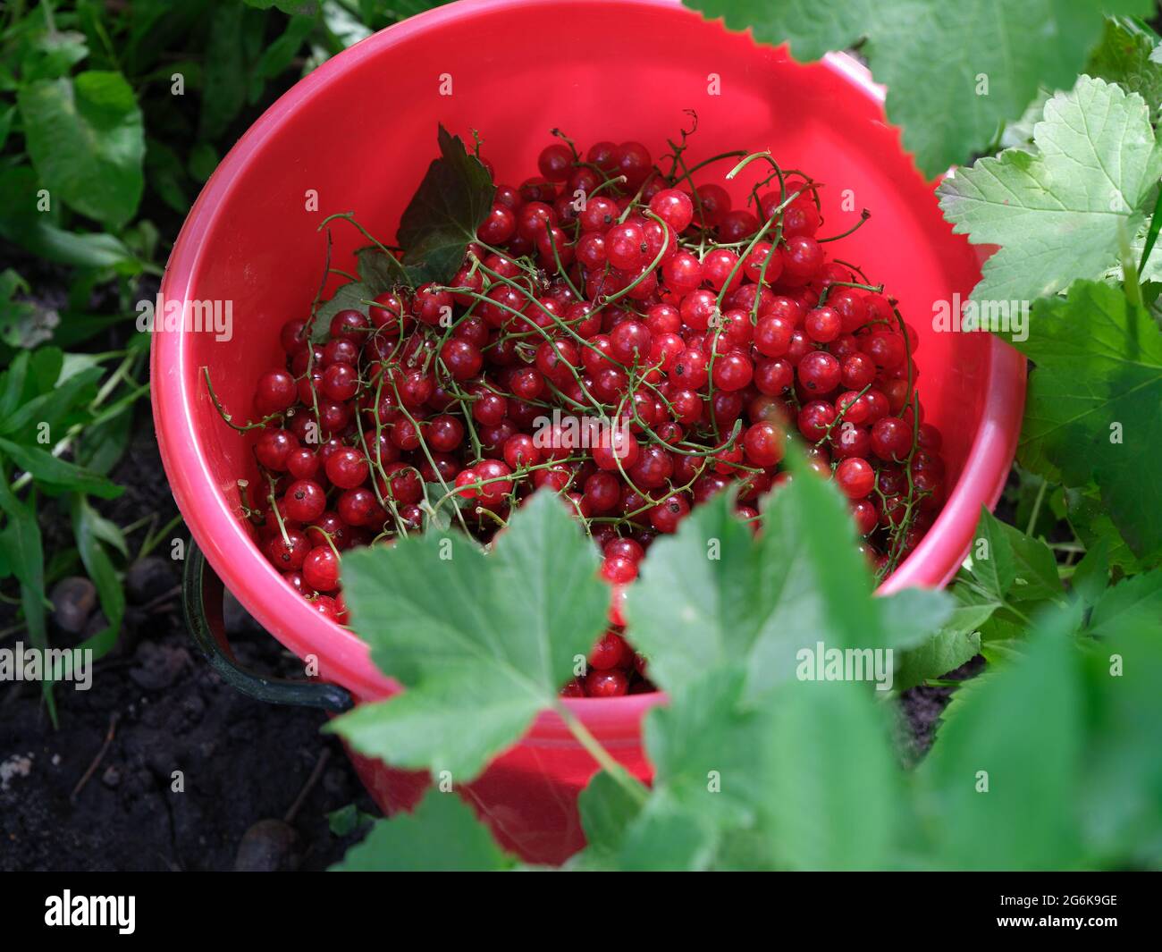 Bucket leaves hi-res stock photography and images - Alamy