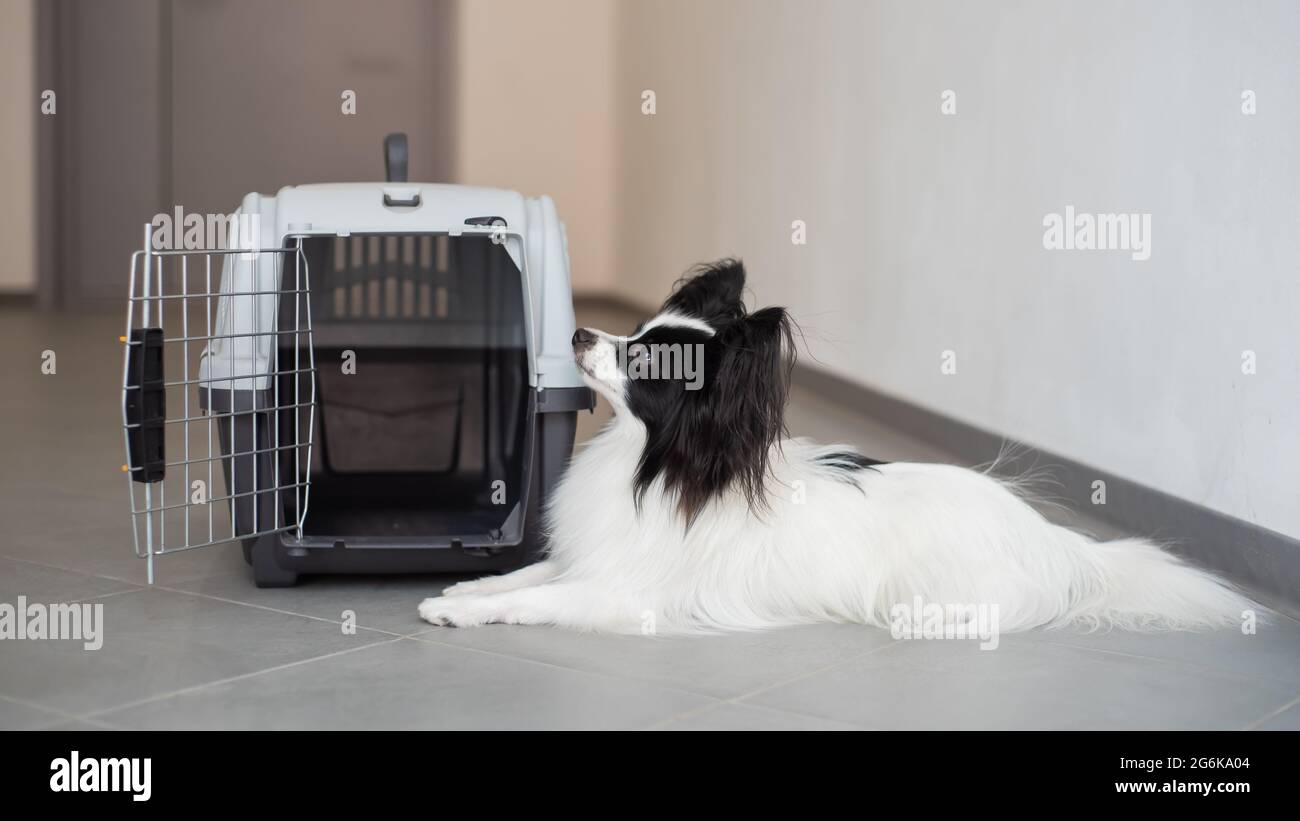 The papillon spaniel continental dog sits at the travel cage Stock ...