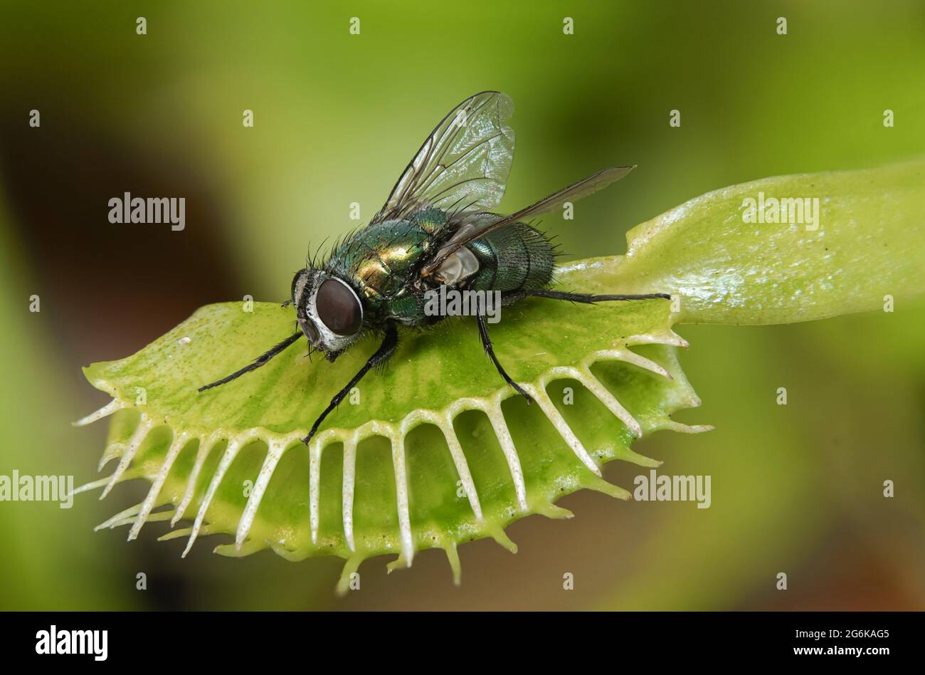 a fly in a venus flytrap Stock Photo - Alamy