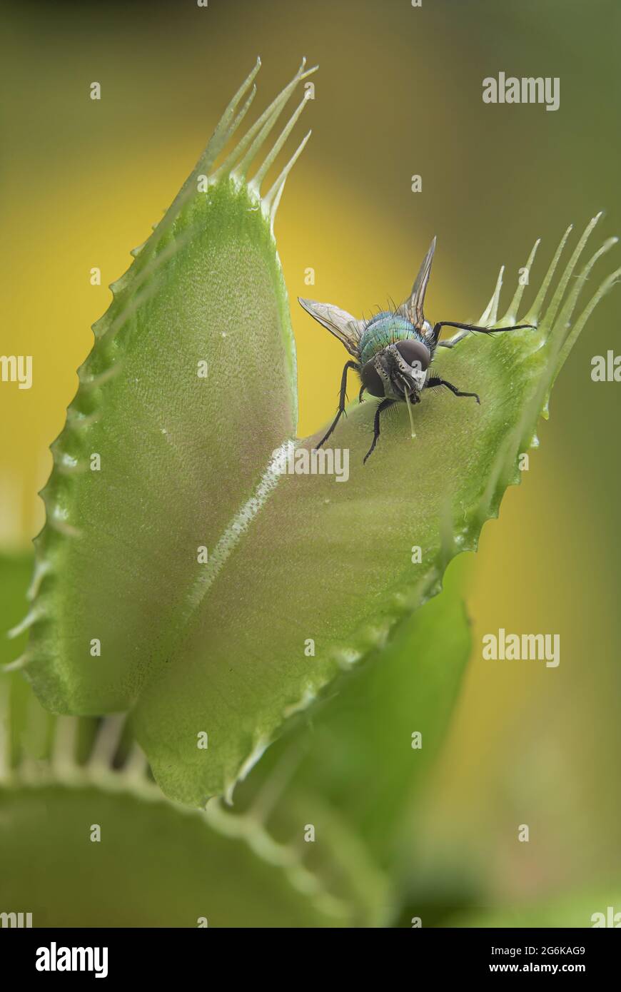 a fly in a venus flytrap Stock Photo - Alamy