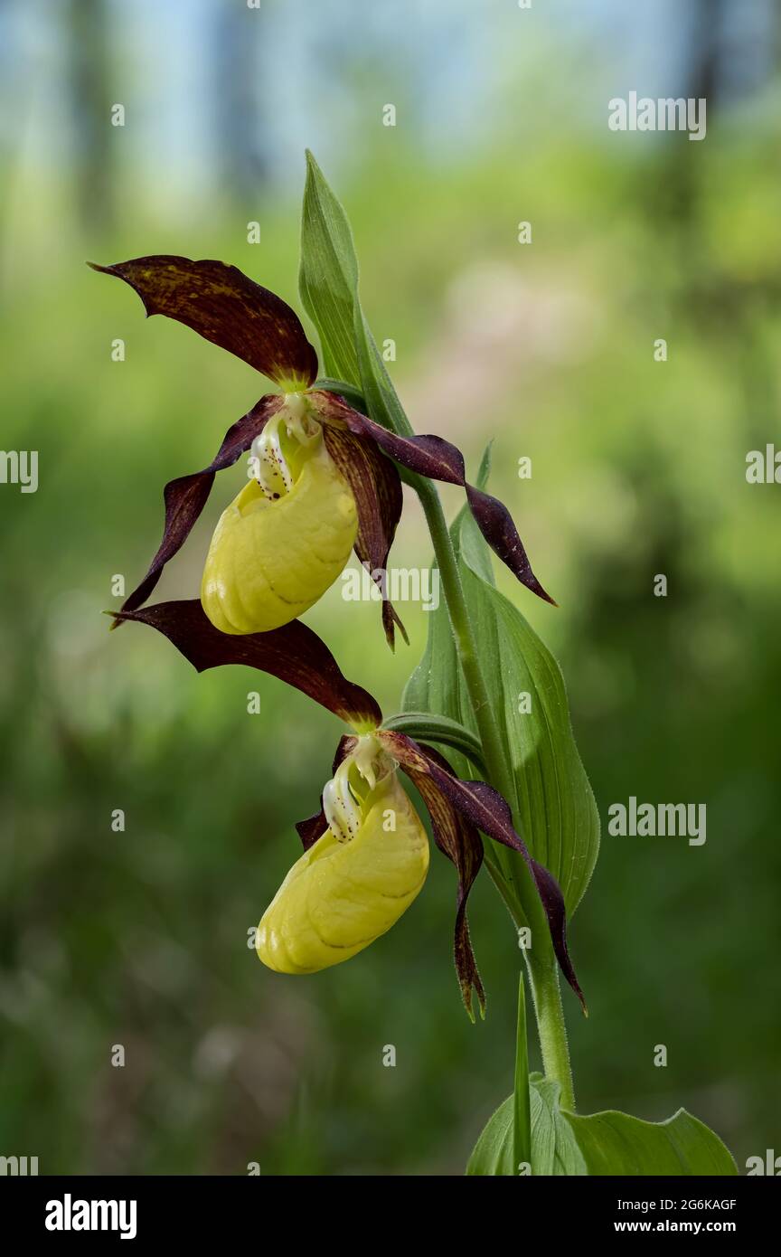 cypripedium calceolus lady's-slipper orchid This is the largest orchid ...