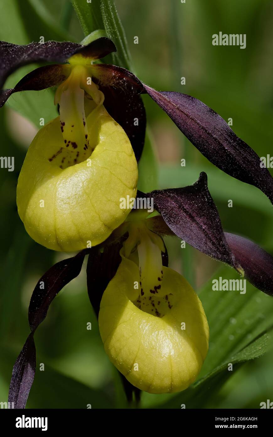 cypripedium calceolus lady's-slipper orchid This is the largest orchid ...